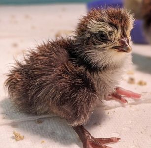 Incubating Quail Eggs - Backyard Poultry